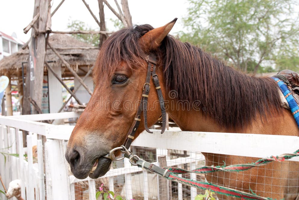 Horse with a Sense of Humor Stock Image - Image of nature, hind: 24139453