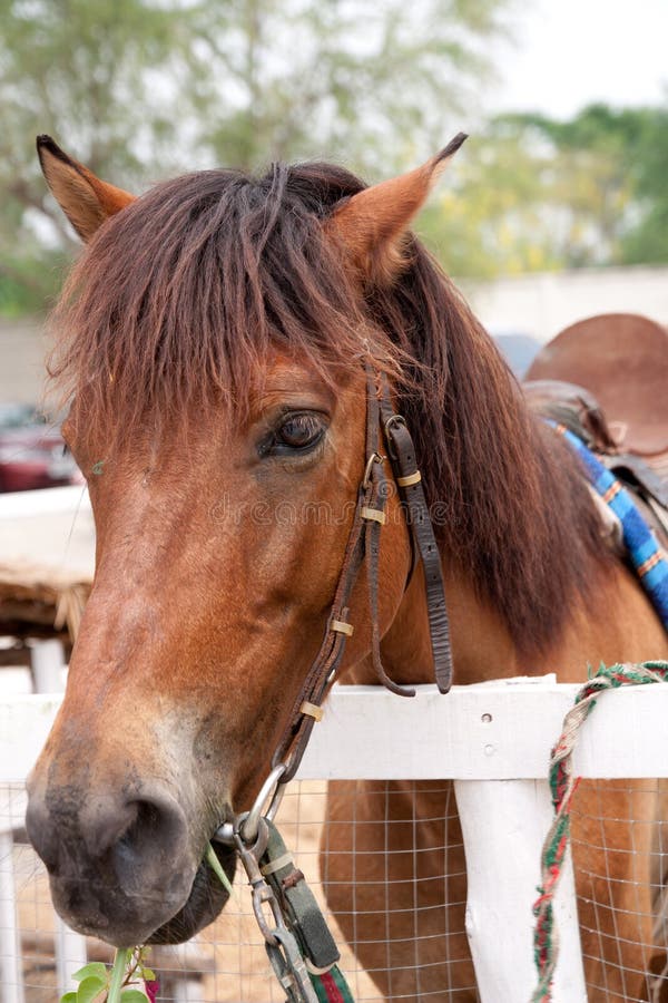 Horse with a Sense of Humor Stock Photo - Image of equestrian, horse ...