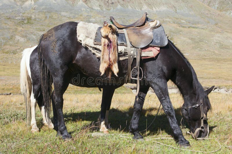 Horse Shepherd with Strapped Marmot Stock Image - Image of riding ...