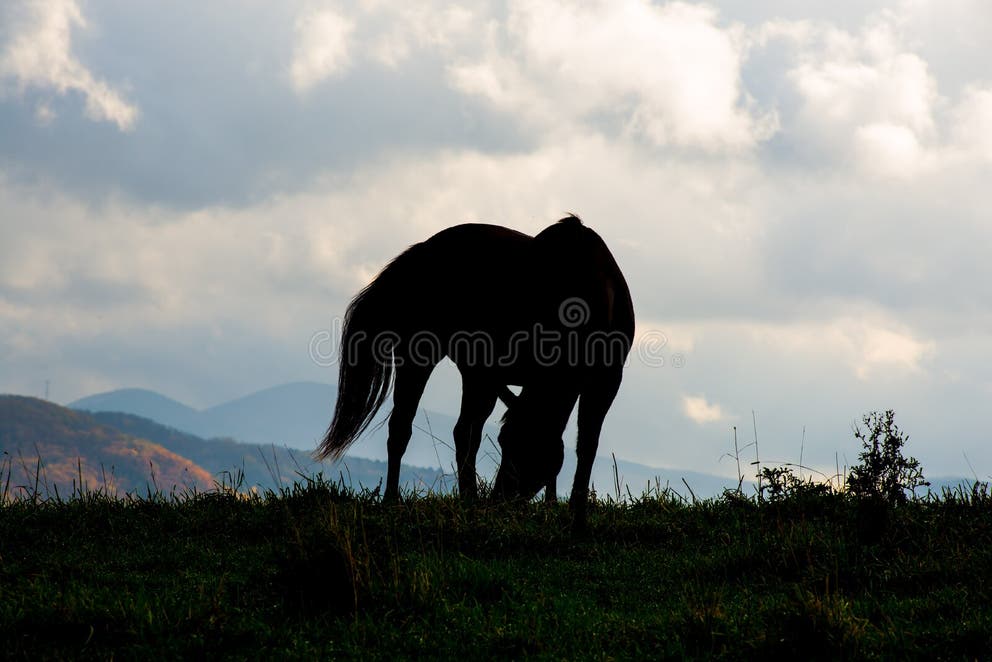 Horse Shiloutte stock image. Image of brown, morning - 27930983
