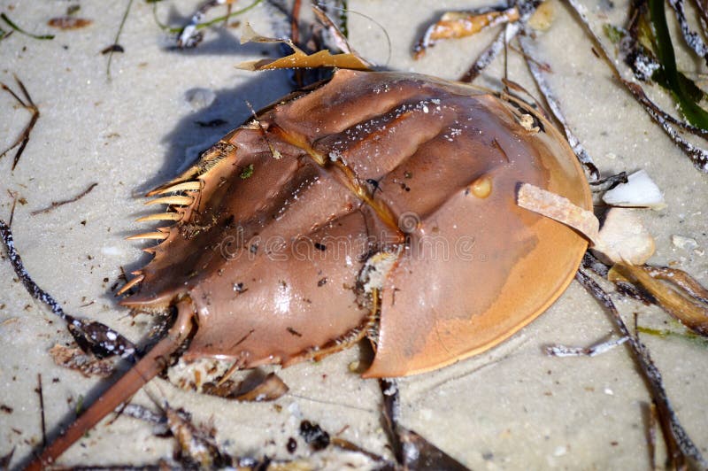 Horse shoe crab on beach stock photo. Image of shells - 130328510