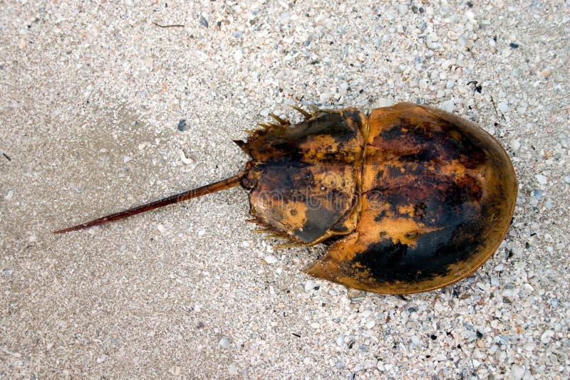 Horse Shoe Crab stock image. Image of shellfish, crustacean - 597673