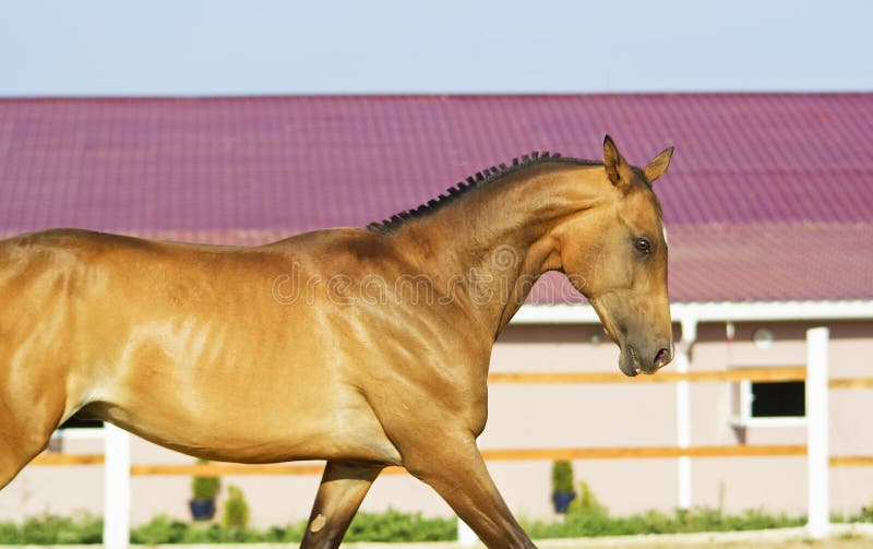 Horse with Short Black Mane Runs in the Paddock Stock Photo - Image of ...