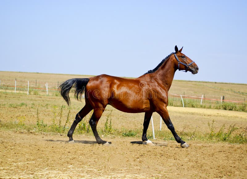 Horse with the Short Black Mane are in the Paddock Near the White Fence ...