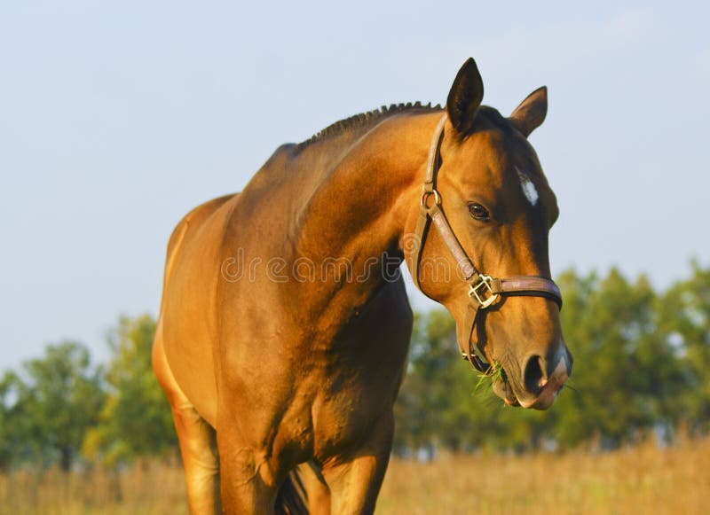 Horse with a Short Black Toothed Mane are Standing on the Field Stock ...