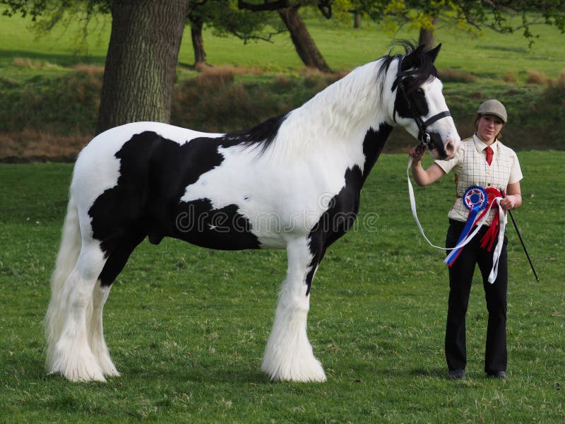 Horse in the Show Ring editorial photography. Image of traditional ...