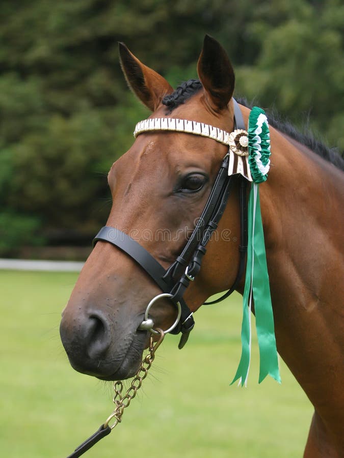 Horse in the Show Ring stock image. Image of clean, riding - 111696023