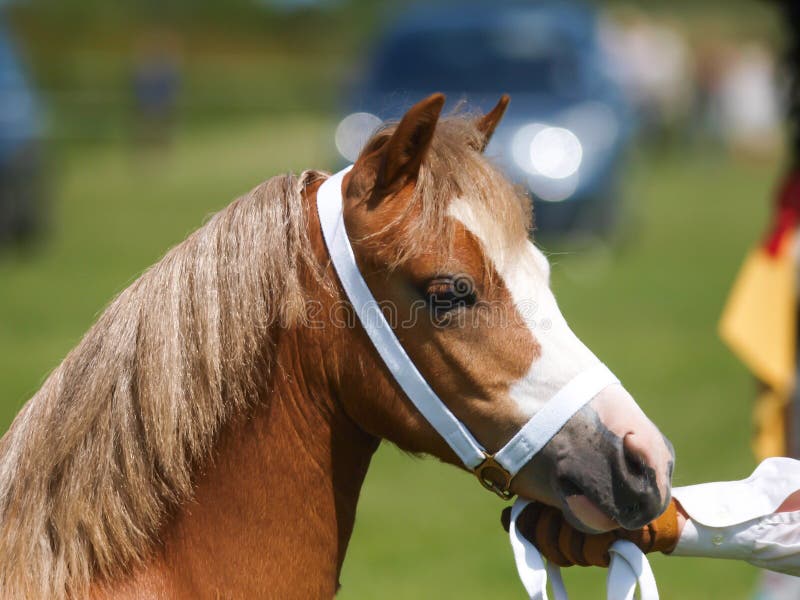 Horse in the Show Ring stock photo. Image of eyes, chestnut - 111718690