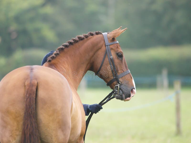Horse in the Show Ring stock photo. Image of clean, hand - 127499170