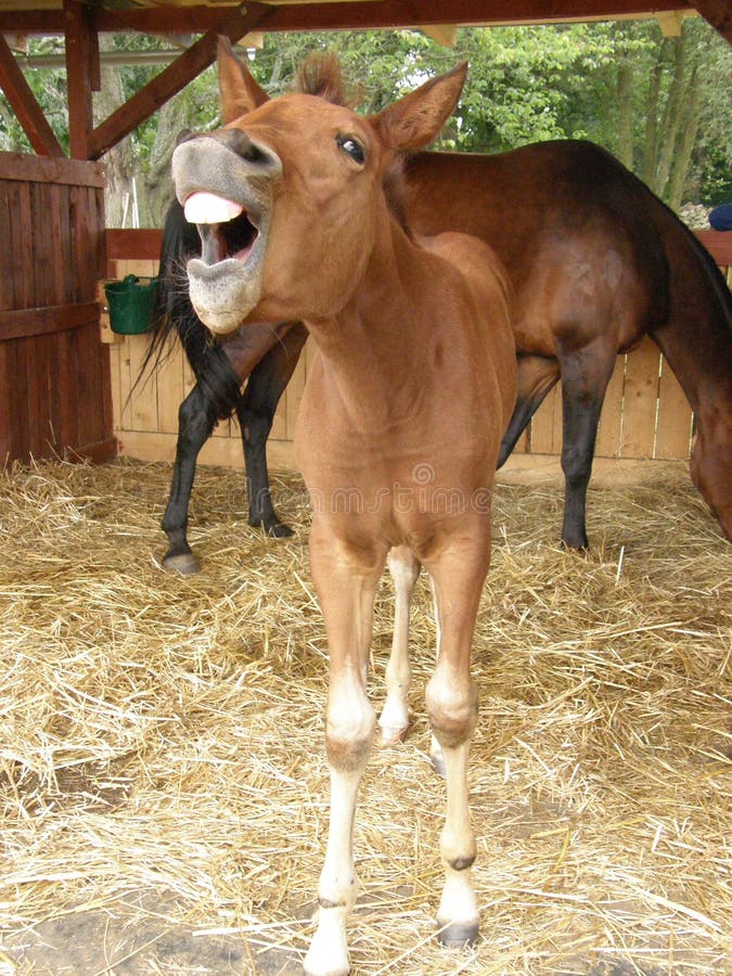 Horse showing emotions stock photo. Image of roar, teeth - 224802310
