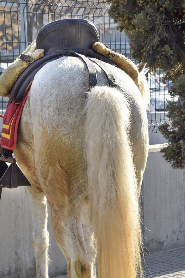 Horse tail. stock photo. Image of tail, planed, wait - 186396578