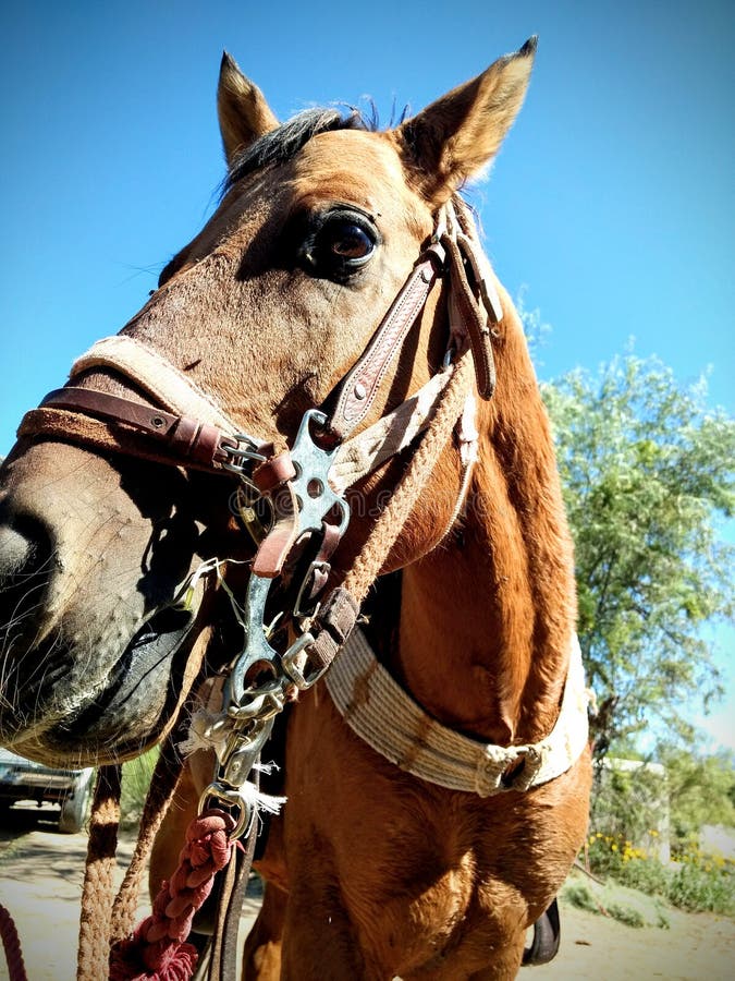 Horse, Side View, Standing in Meadow or Field Stock Photo - Image of ...