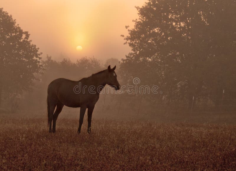 Horse Silhouetted Against Rising Sun Stock Image - Image of daylight ...