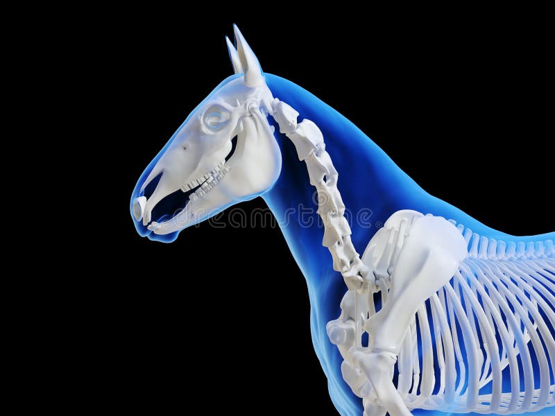 The horse skeletal system stock illustration. Illustration of skeleton ...