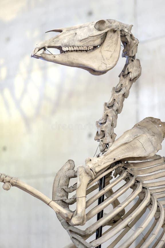 Horse skeleton. Bones editorial stock photo. Image of axial - 38779333