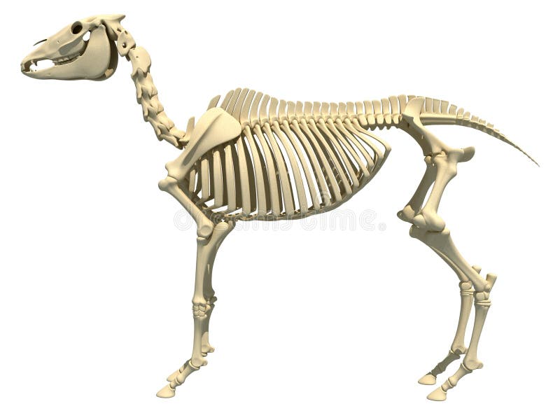 Horse Skeleton Side View 3D Rendering on White Background Stock ...