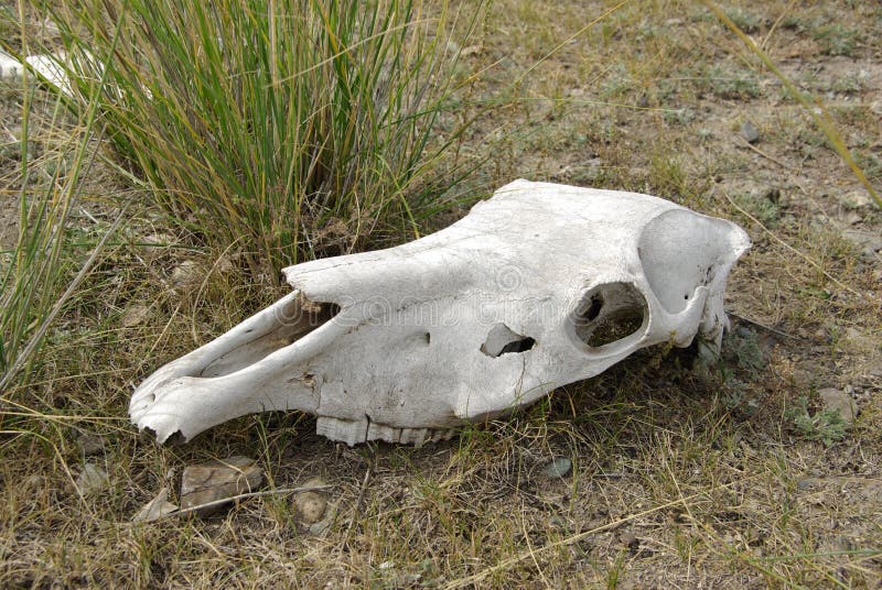 Horse skull, Mongolia stock photo. Image of mongolian - 16898410