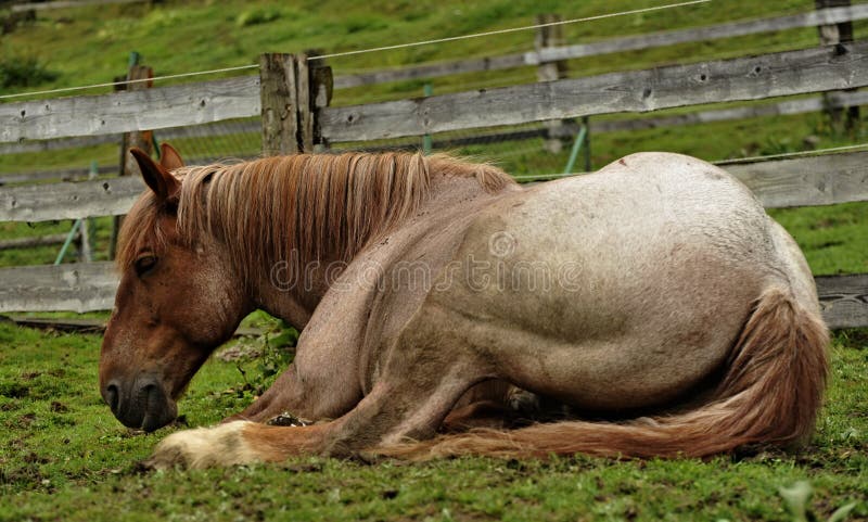 Horse sleeping stock image. Image of meadow, mane, heavy - 95499433