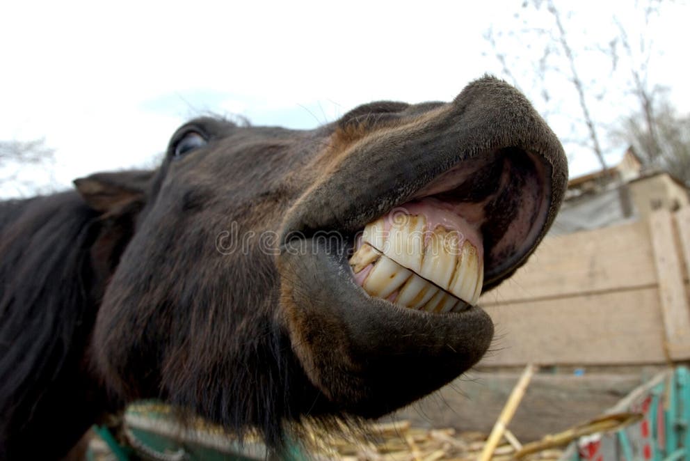 Horse smile stock image. Image of caries, cavity, mouth - 24932329