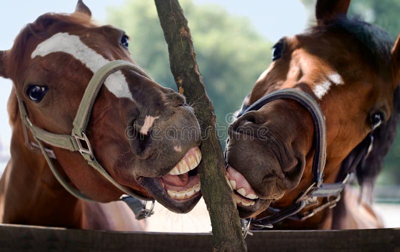 Horse smile stock image. Image of caries, vitality, teeth - 32787431