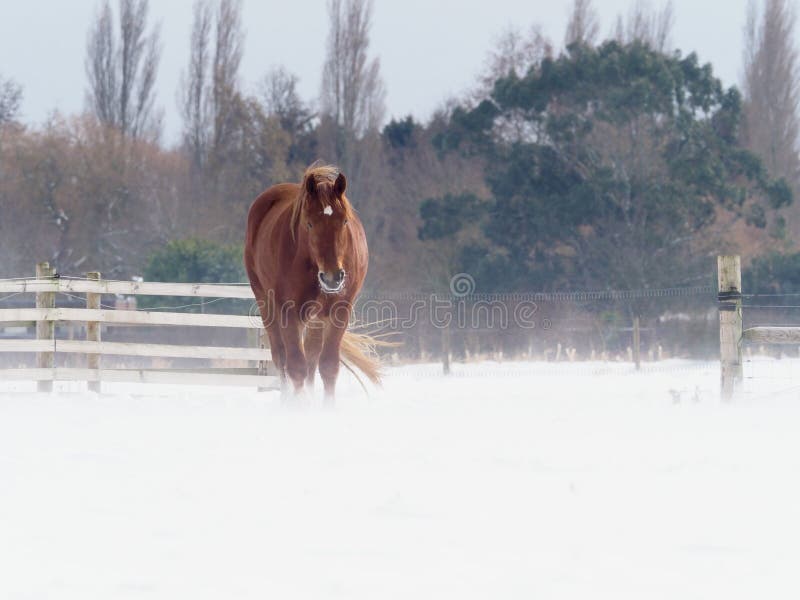 Horse in the Snow stock photo. Image of meadow, snow - 197782624