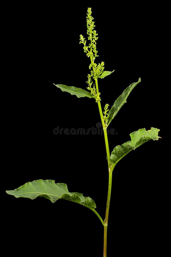 Horse Sorrel, Lat. Rumex Confertus, Isolated on Black Background Stock ...