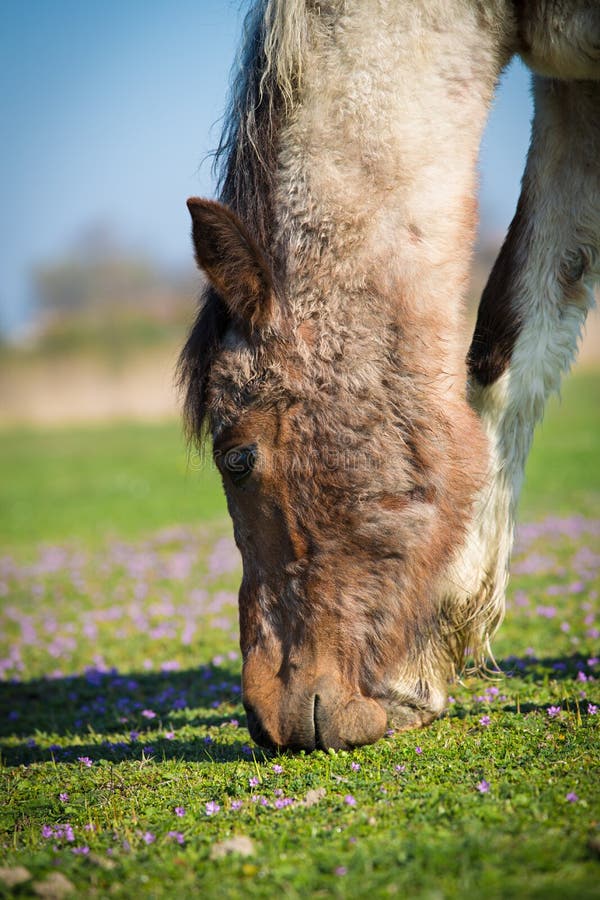 Horse on a spring pasture stock image. Image of farm - 30470173