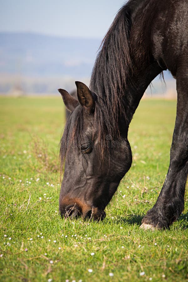 Horse on a spring pasture stock photo. Image of grass - 30470372