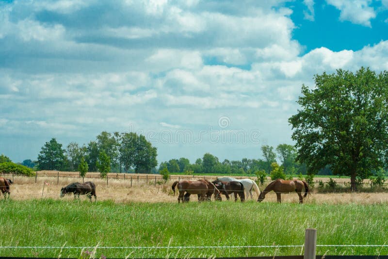 Horse in Spring Pasture. the Horse Eating the Green Grass at the Spring ...