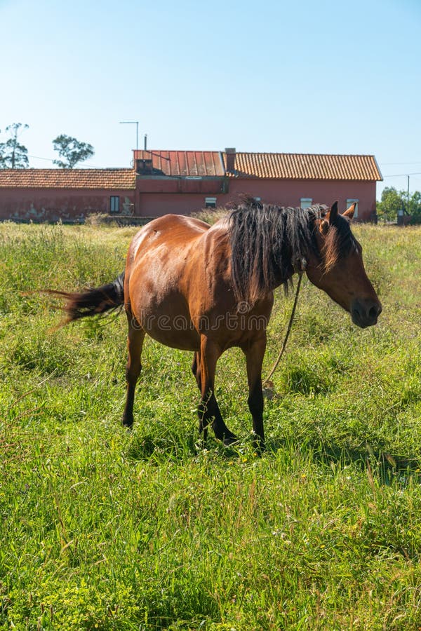 Horse in Spring Pasture. the Horse Eating the Green Grass at the Spring ...