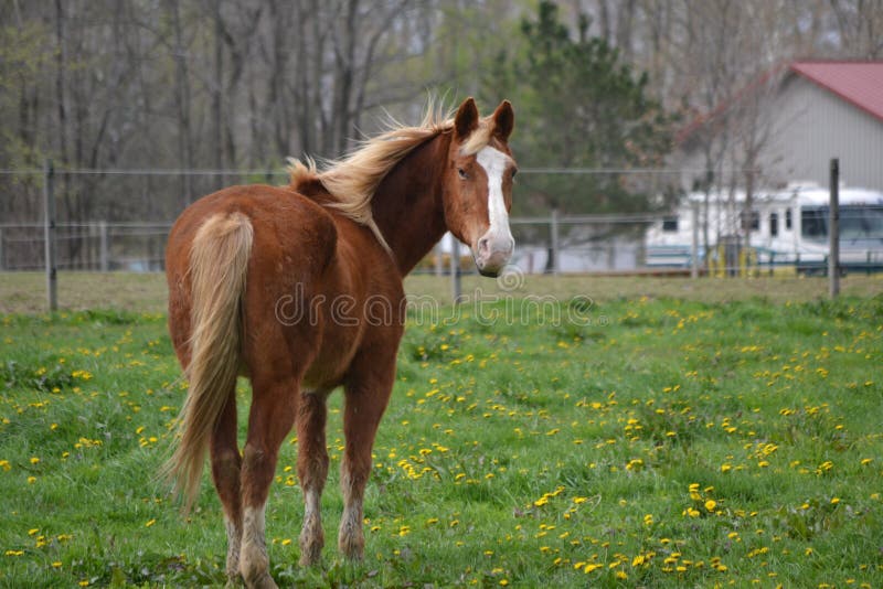 Horse stock photo. Image of time, spring, ranch, horse - 107987144