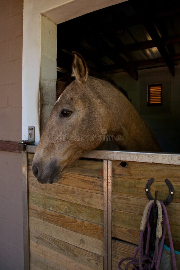 Horse, stable stock photo. Image of fenced, countryside - 25381220