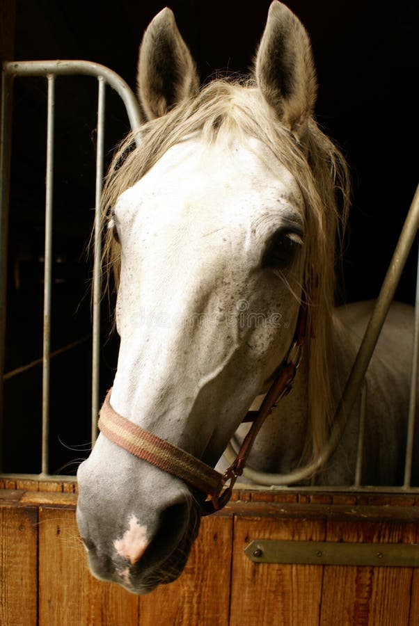 Horse stock photo. Image of stable, domestic, animal - 32683536