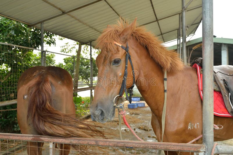 Horse in stable stock image. Image of dirty, farming - 36062483