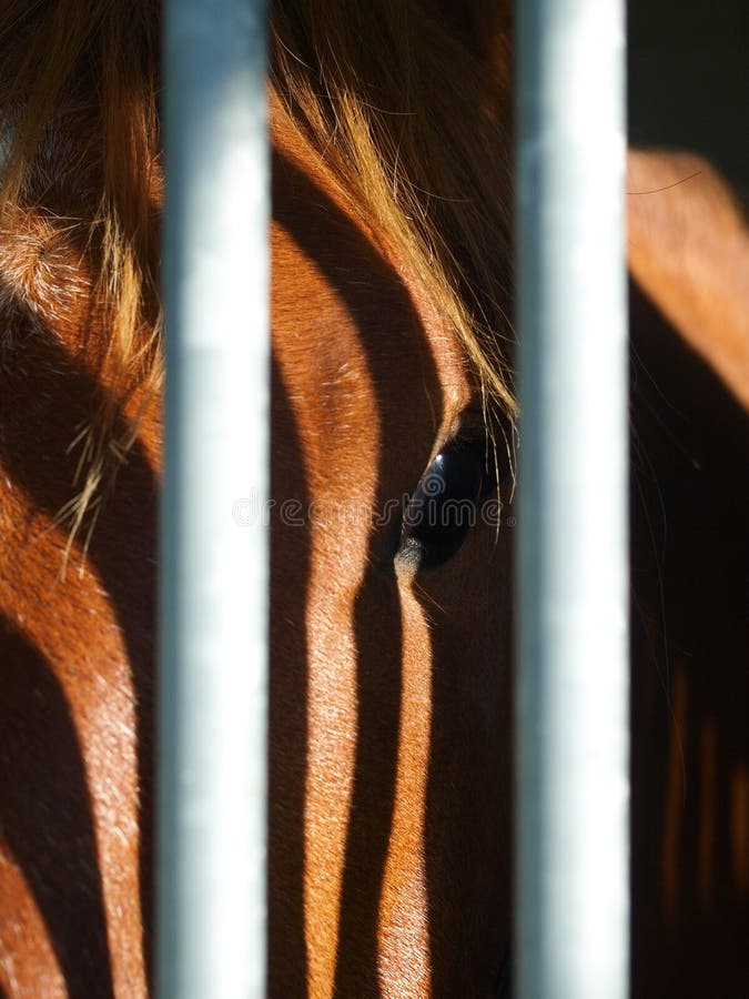Horse in Stable Abstract stock image. Image of pony - 290909175