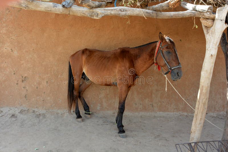 Horse stock image. Image of riding, equine, breeding - 35382589