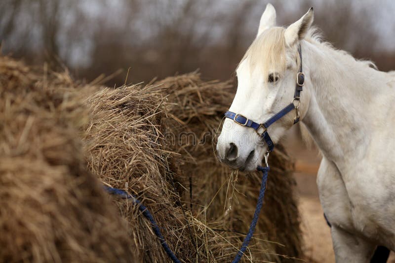 Horse in the stable stock image. Image of corral, gate - 45560487