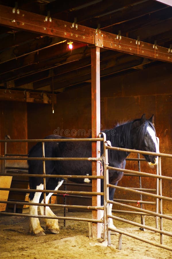 Horse in Stable stock photo. Image of faming, ranch, lifestock - 31907300