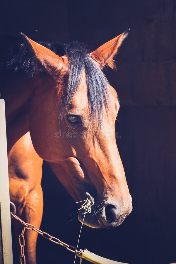 Dirt Eating Competition Stock Photos - Free & Royalty-Free Stock Photos ...