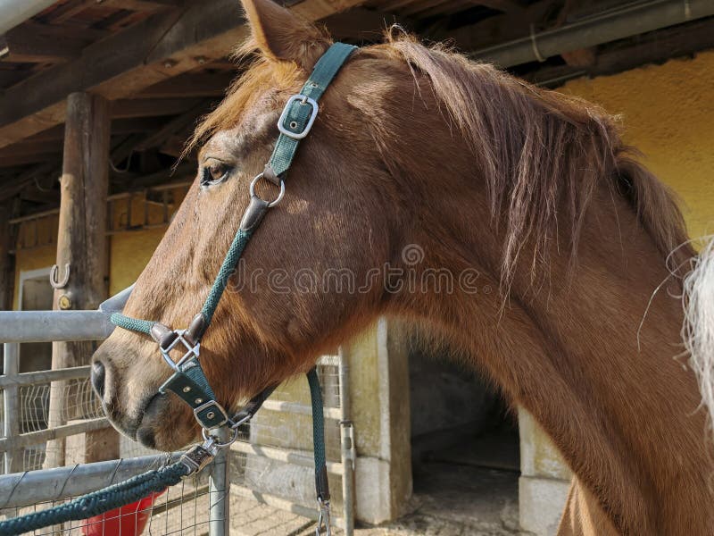 Horse Stable, Housing for Horses Stock Image - Image of equestrian ...
