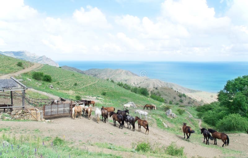 Yellow Horse Stable on Farm Stock Photo - Image of horse, tower: 40630606