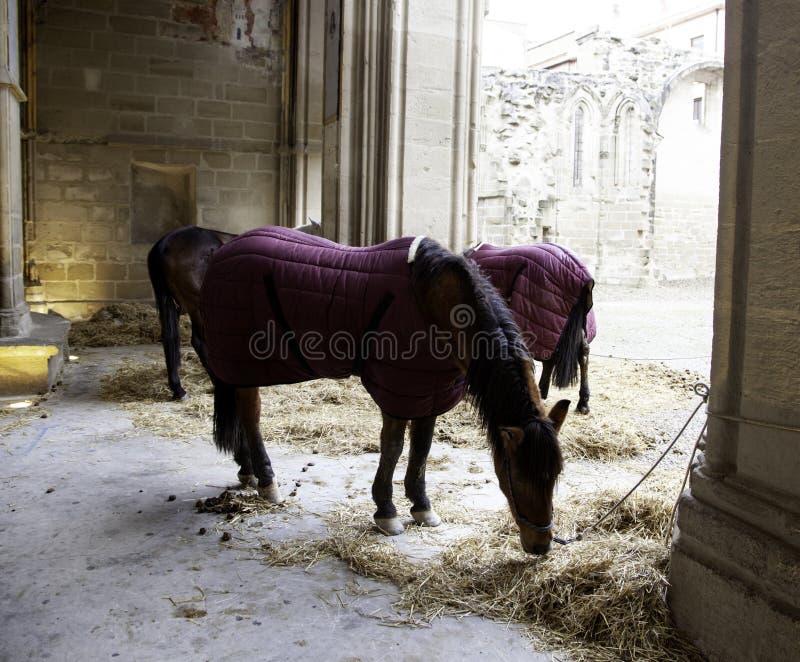 Horse in stable stock photo. Image of horse, livestock - 138478574