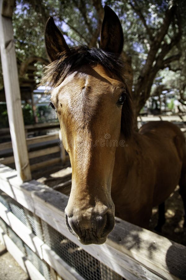 Horse in stable stock photo. Image of mammal, indoor - 156075660
