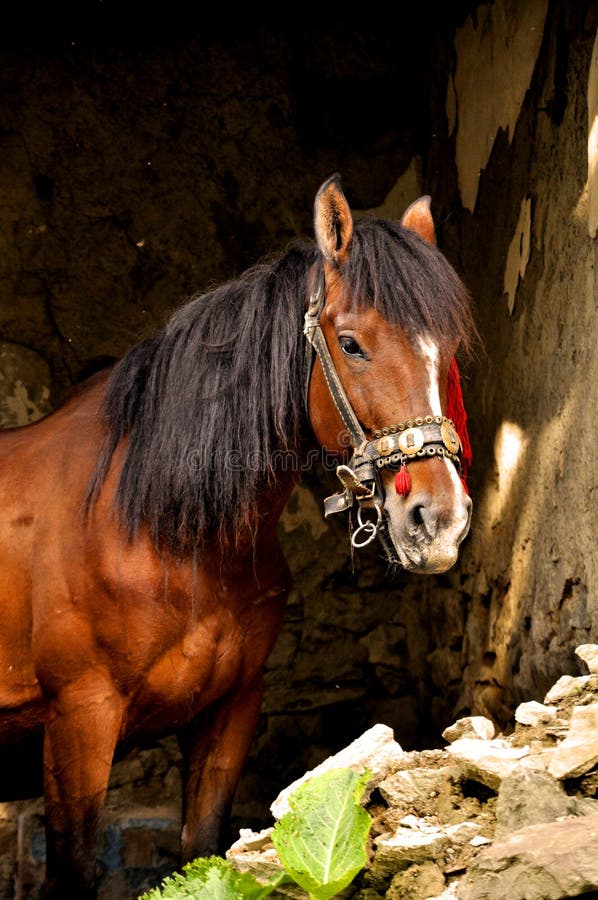 Horse in a stable stock image. Image of black, rural - 146302619