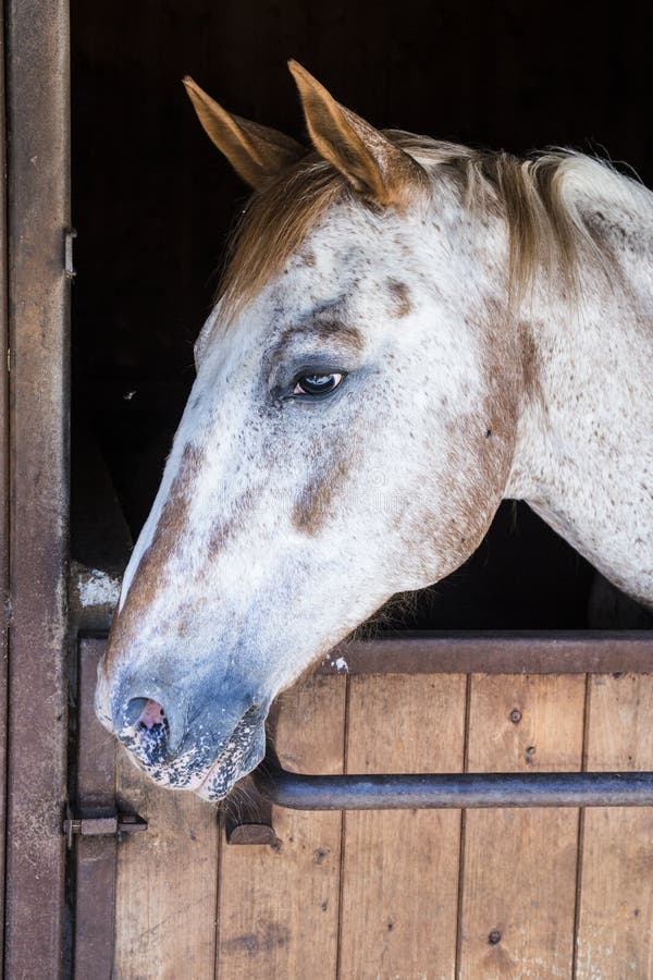 Horse in Stable stock image. Image of stable, domestic - 84473687