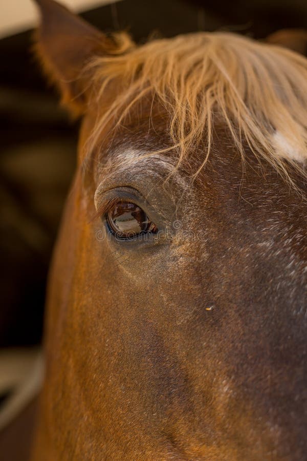 Horse in stable stock photo. Image of riding, outdoors - 121576502