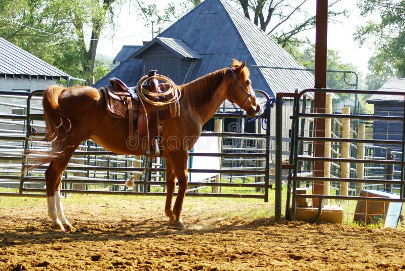 Horse at stables stock image. Image of saddle, rope, ranch - 43403417