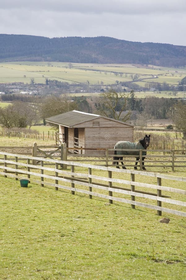 Horse at Stables 6 stock image. Image of animal, profile - 35657537