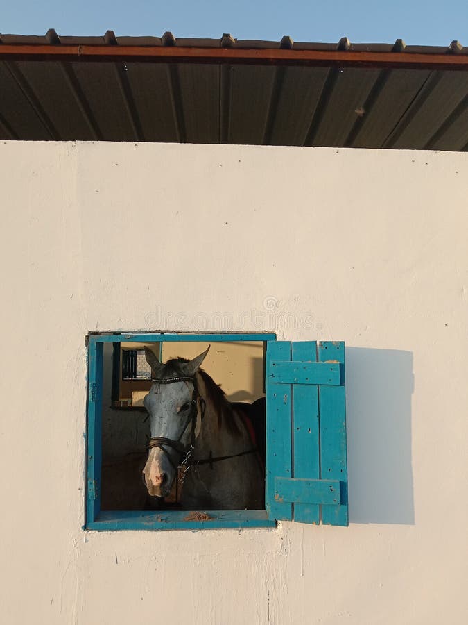 Horse Stables in Halban, Muscat, Oman Stock Photo - Image of white ...