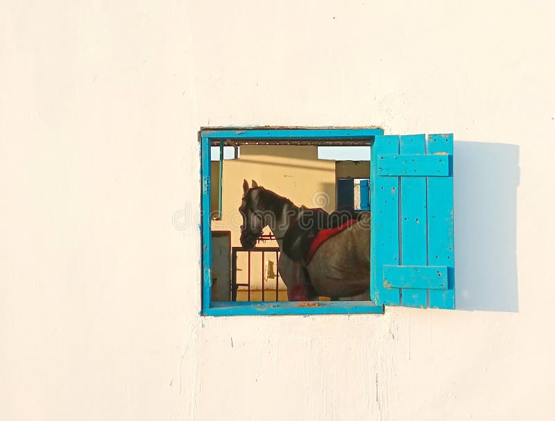 Horse Stables in Halban, Muscat, Oman Stock Photo - Image of design ...